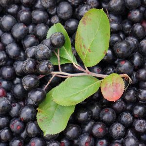 Aronia (planta): ce este, îngrijire, înmultire prin butași - Agricultura