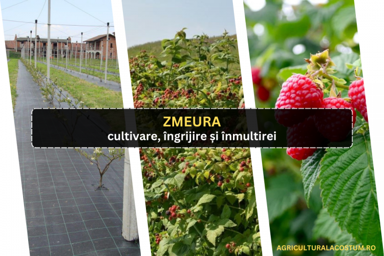 Zmeura: cultivare, îngrijire, înmultire și beneficii - Agricultura