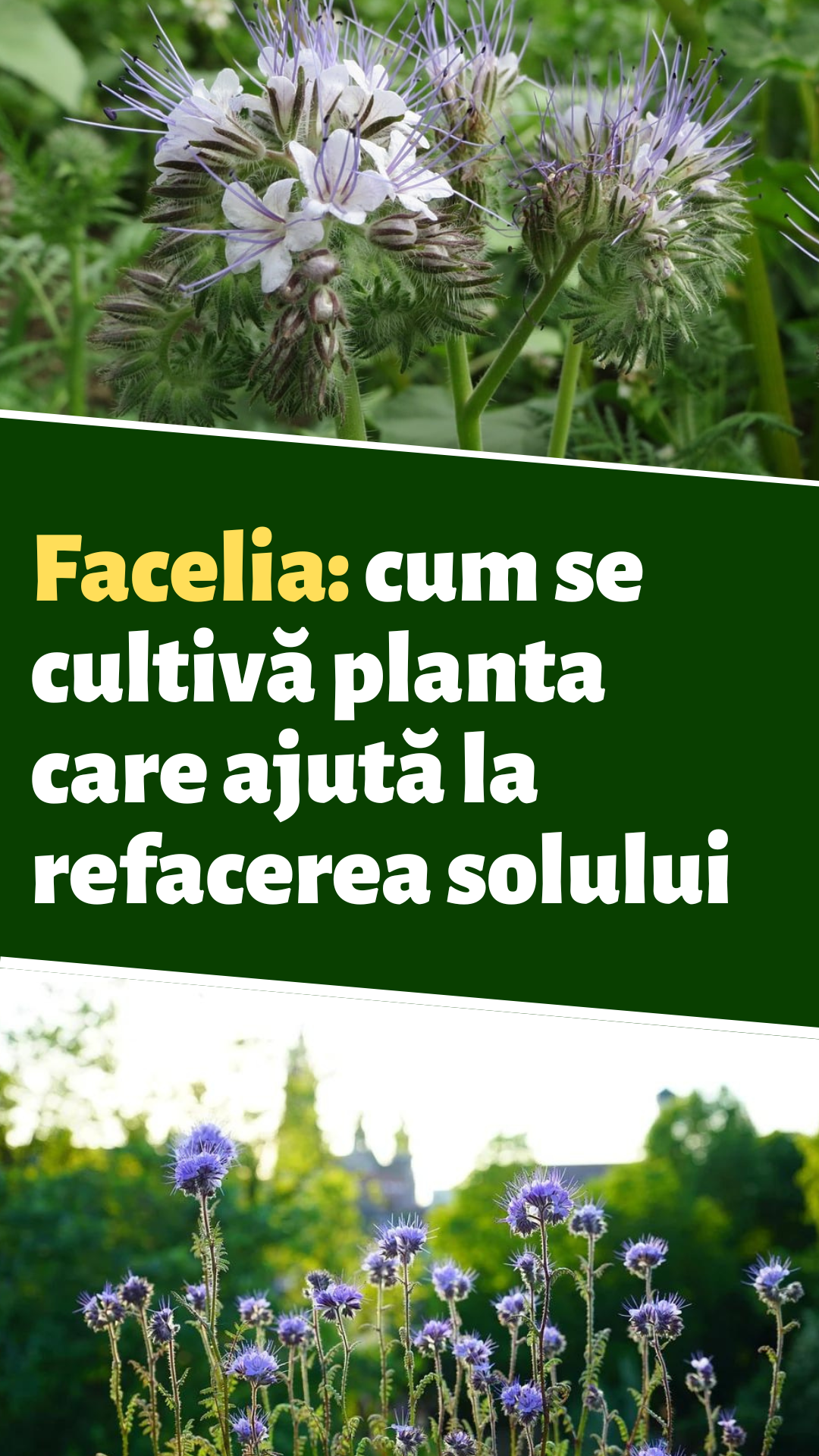 Facelia (Phacelia tanacetifolia): cum se cultivă planta care ajută la ...