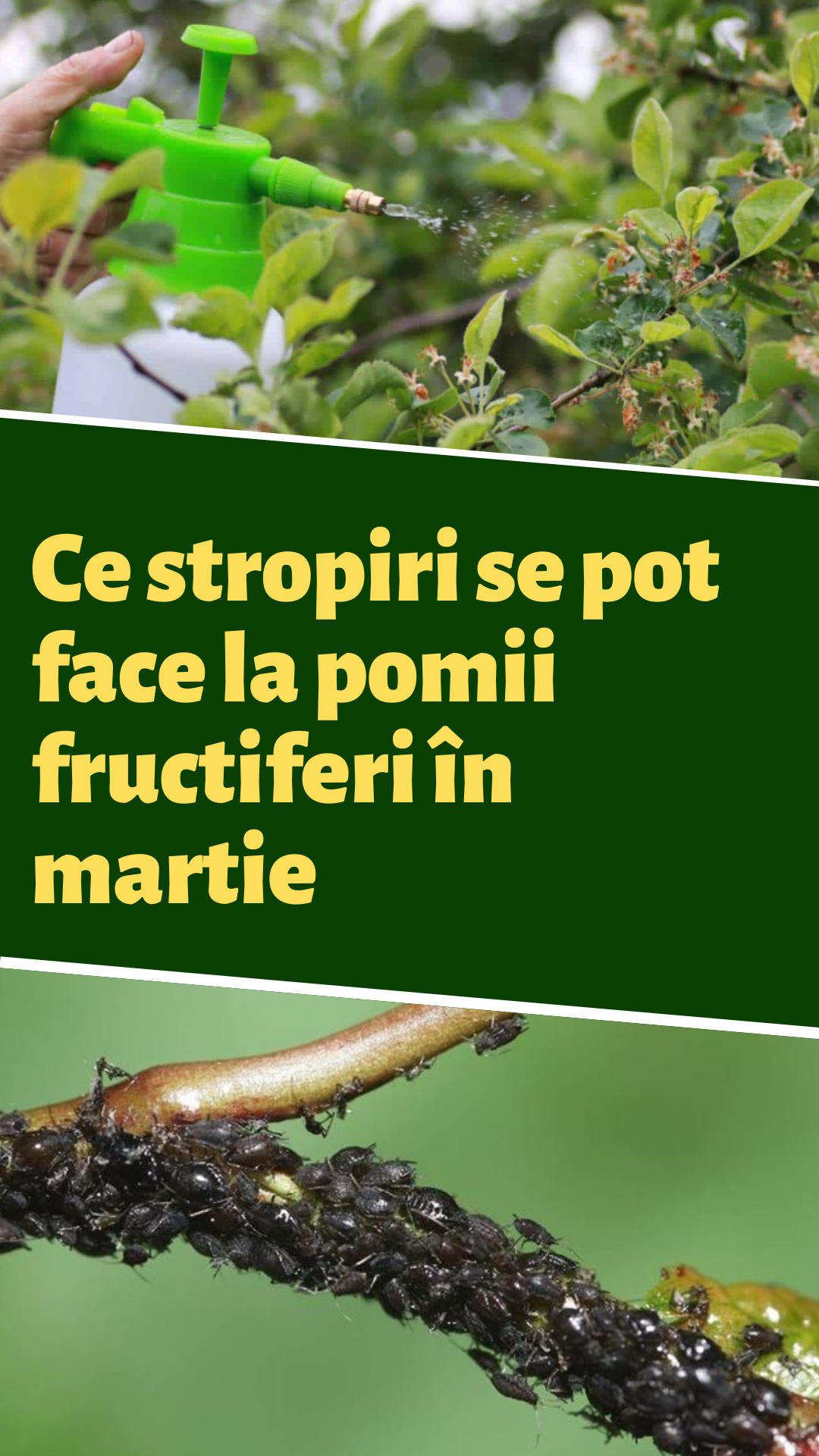 Ce stropiri se pot face la pomii fructiferi în martie - Agricultura