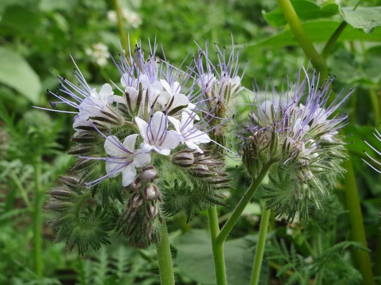 Facelia (Phacelia tanacetifolia): cum se cultivă planta care ajută la ...