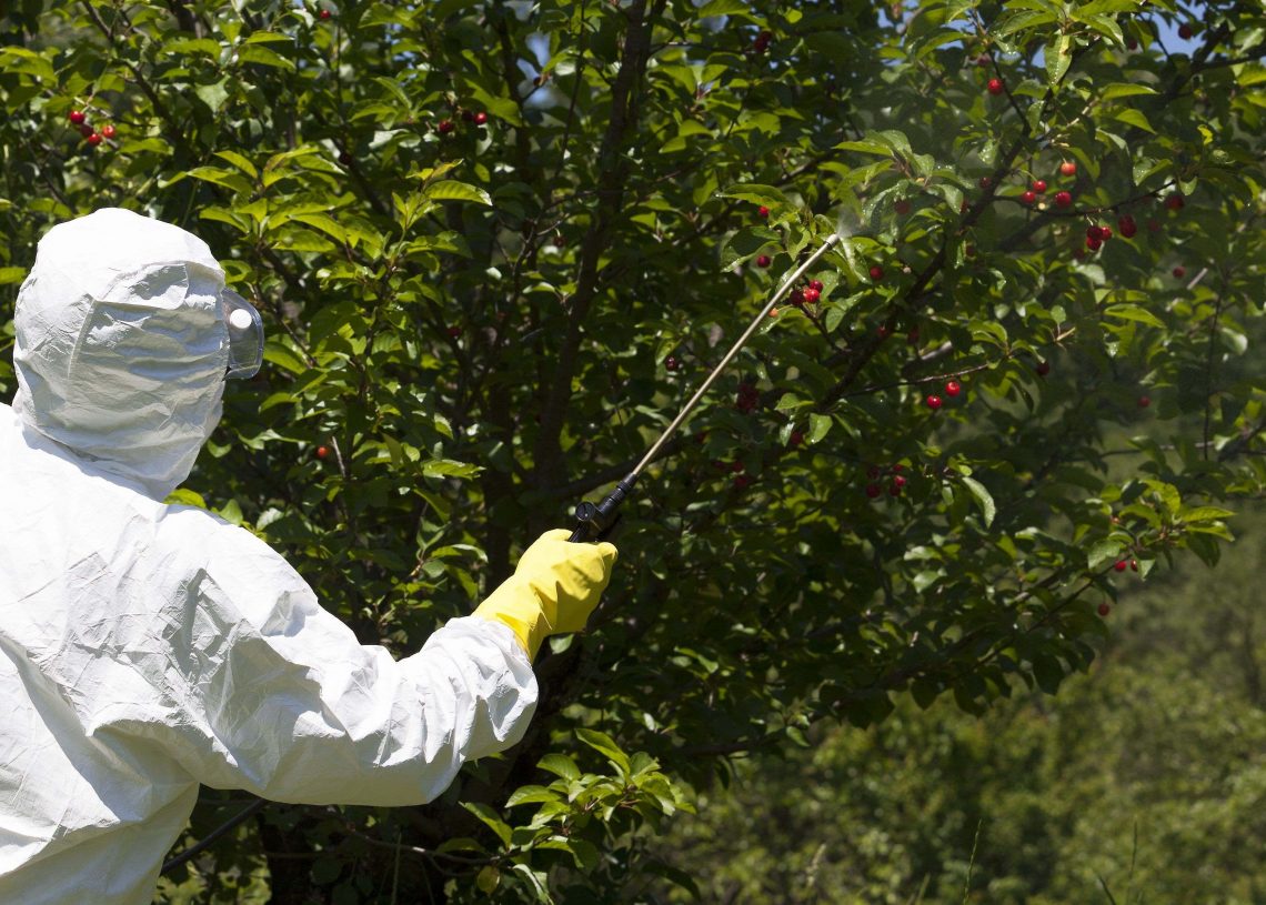 Tăierea pomilor fructiferi: reguli de bază (poze)