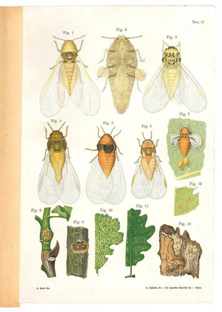 Ce este filoxera la vița de vie? - Agricultura