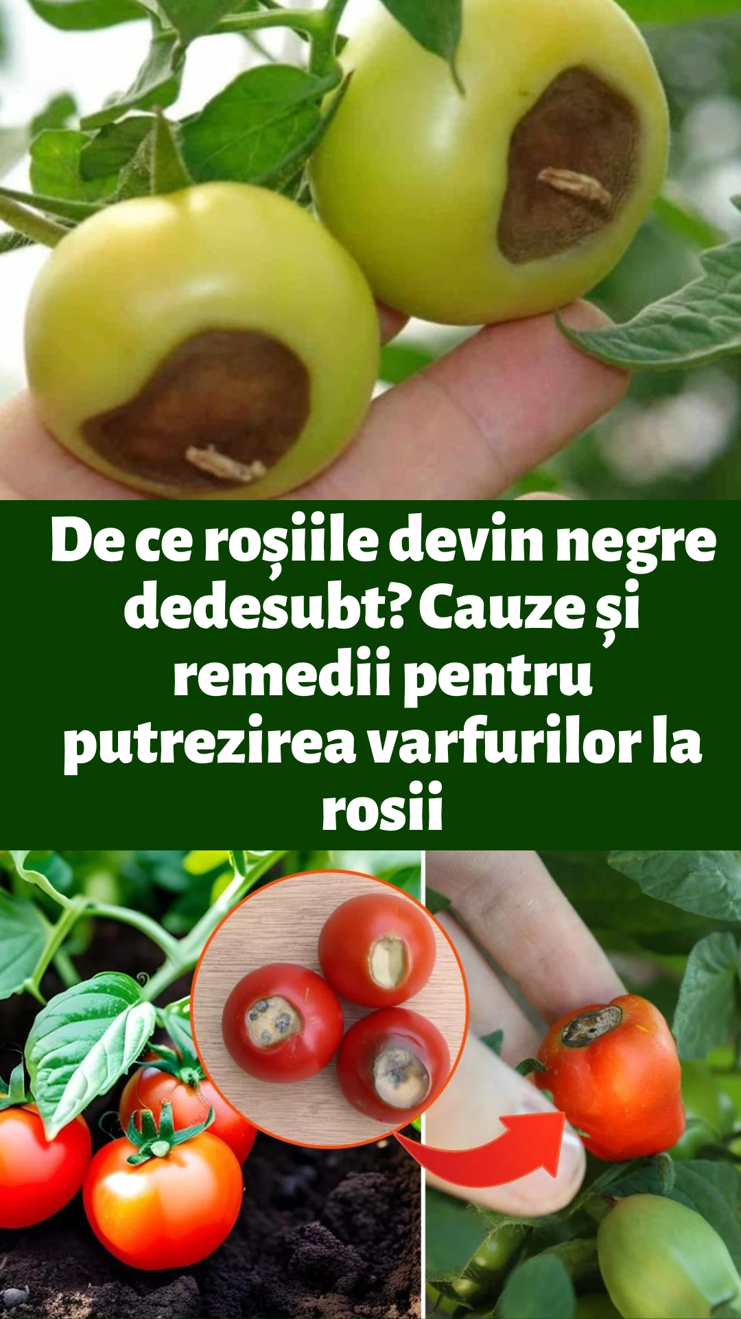 De ce roșiile devin negre dedesubt? Cauze și remedii pentru putrezirea ...
