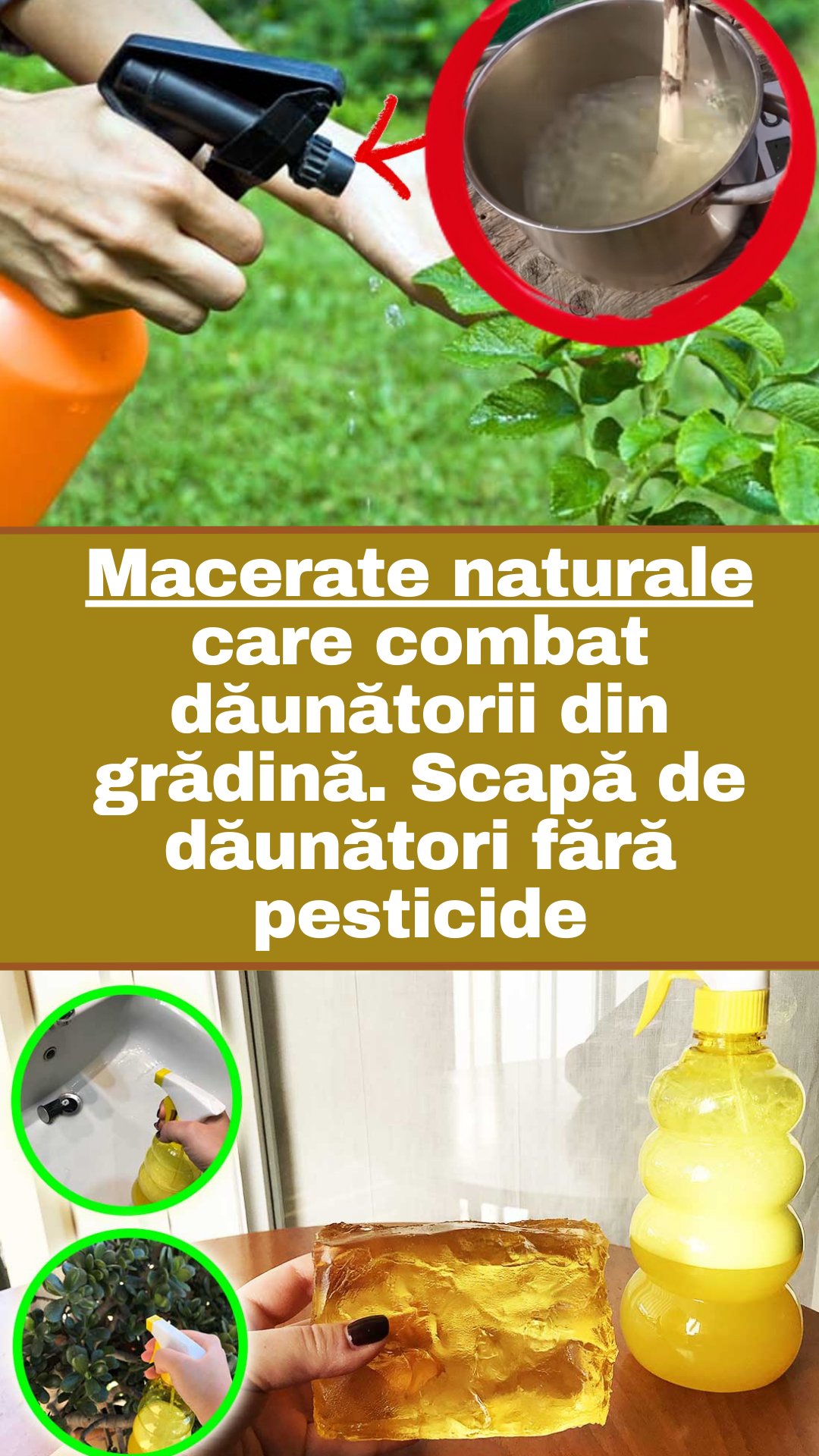 Macerate naturale care combat dăunătorii din grădină. Scapă de ...