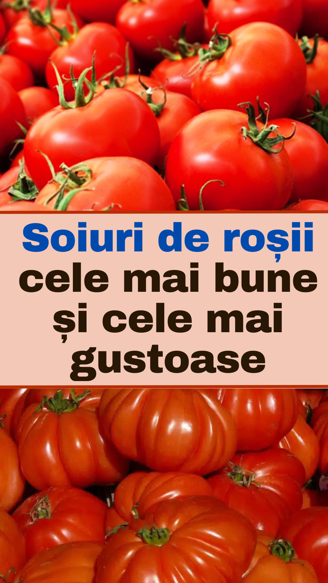 Soiuri de roșii: cele mai bune și cele mai gustoase - Agricultura