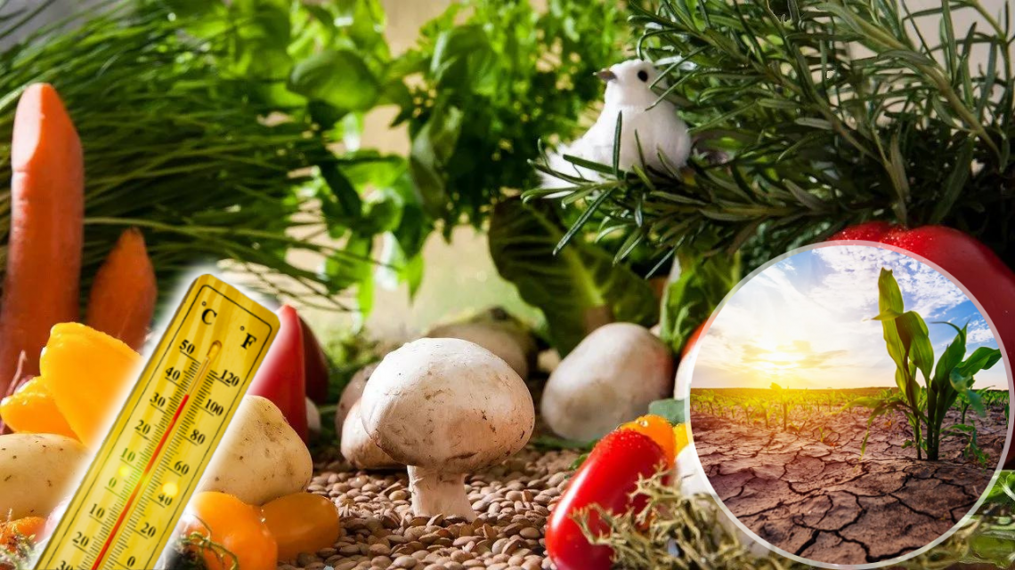 10 legume rezistente la secetă pe care le poți cultiva la tine în ...