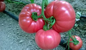 Soiuri de roșii: cele mai bune și cele mai gustoase - Agricultura