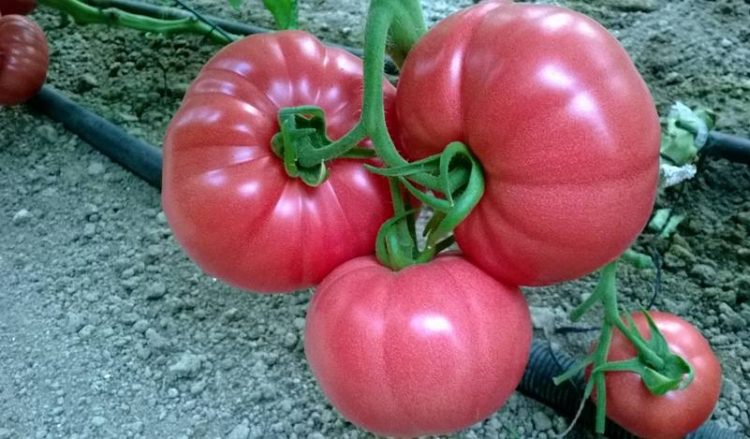 Soiuri de roșii: cele mai bune și cele mai gustoase - Agricultura