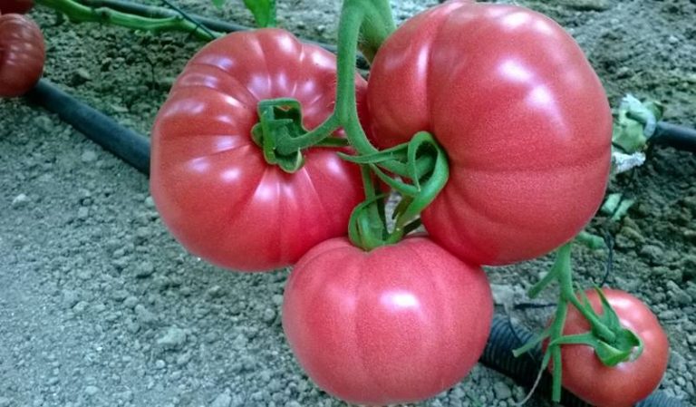 Soiuri de roșii: cele mai bune și cele mai gustoase - Agricultura