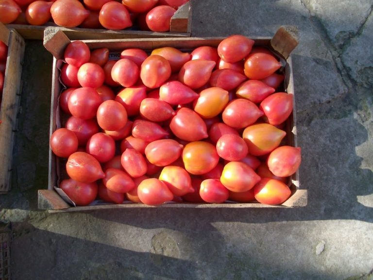 Soiuri de roșii: cele mai bune și cele mai gustoase - Agricultura