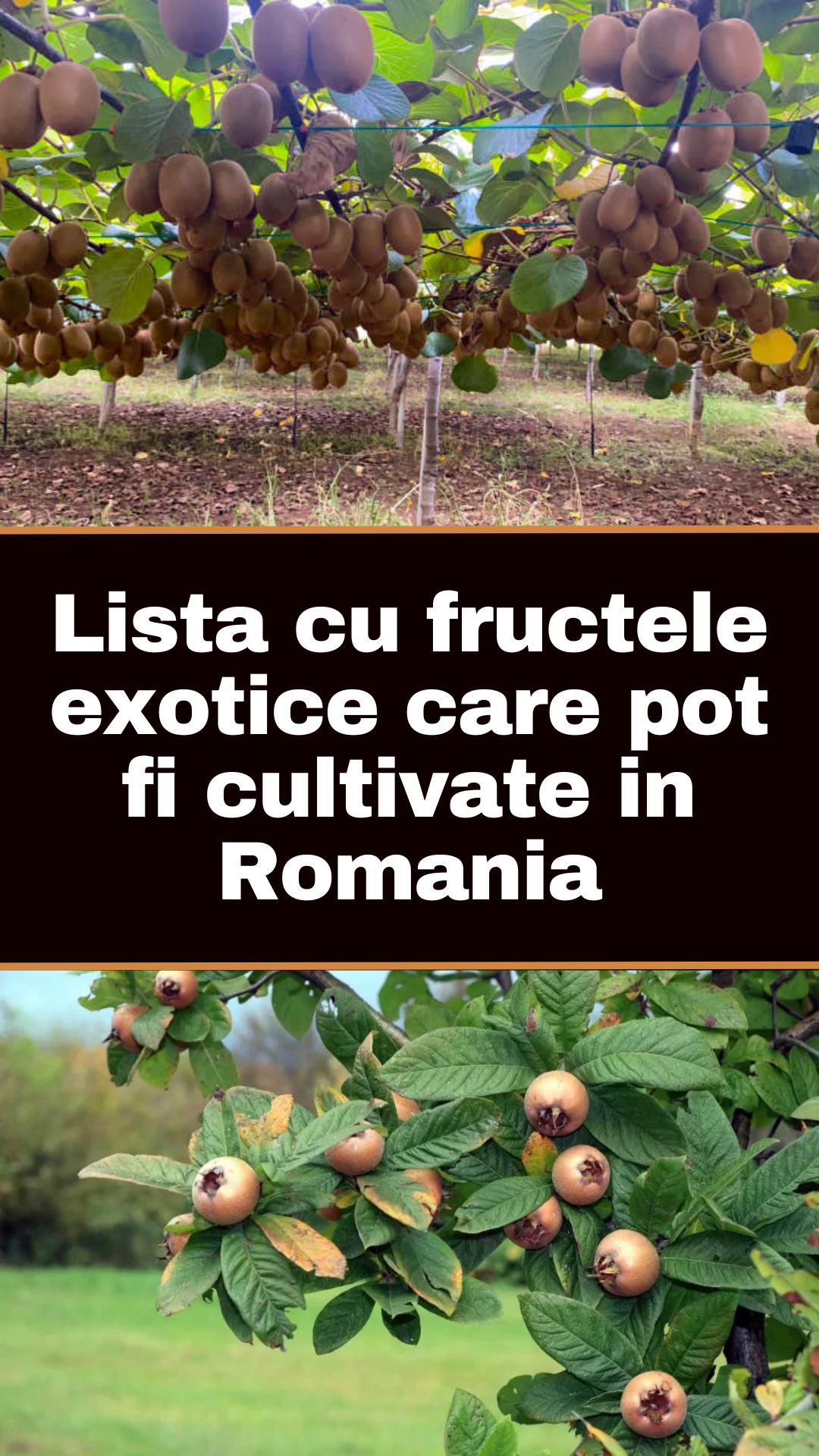 Lista cu fructele exotice care pot fi cultivate in Romania - Agricultura