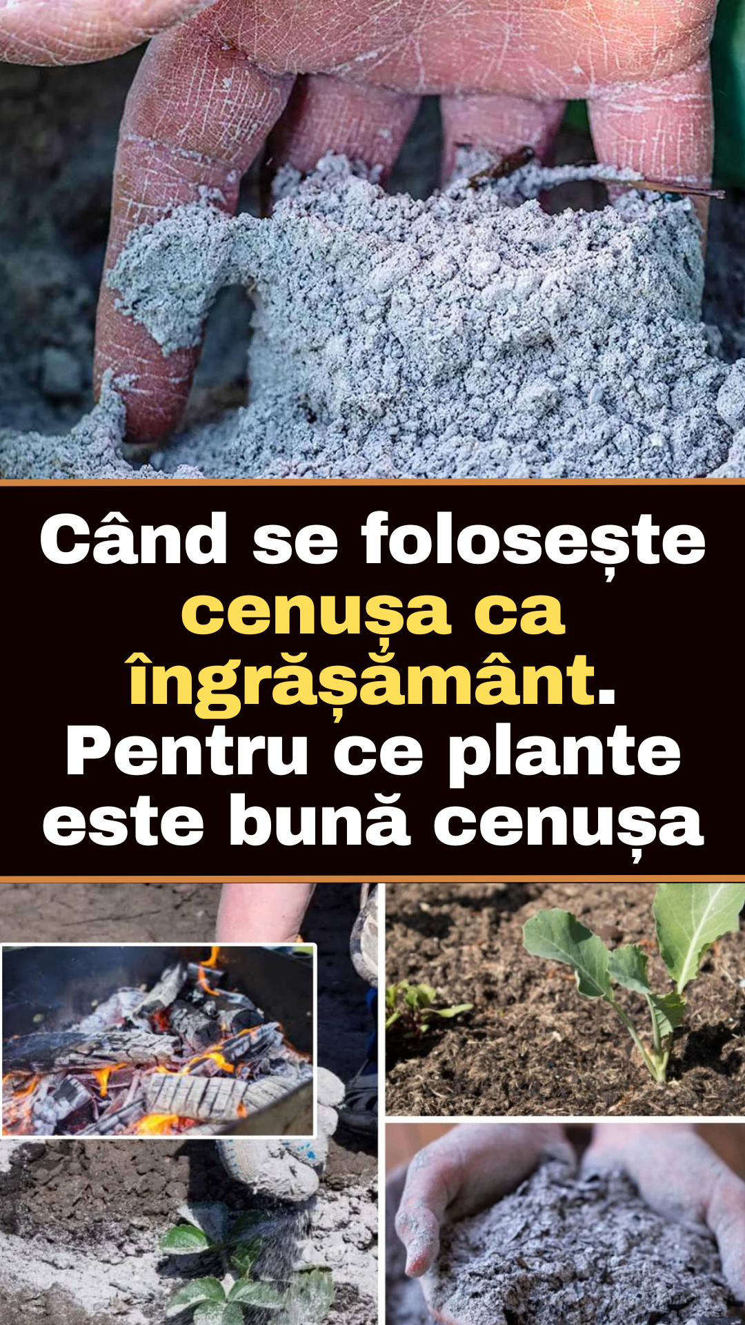 Când se folosește cenușa ca îngrășământ. Pentru ce plante este bună ...
