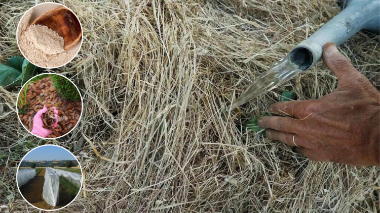 Seceta: ce să faci pentru a salva plantele. 10 strategii de aplicat ...