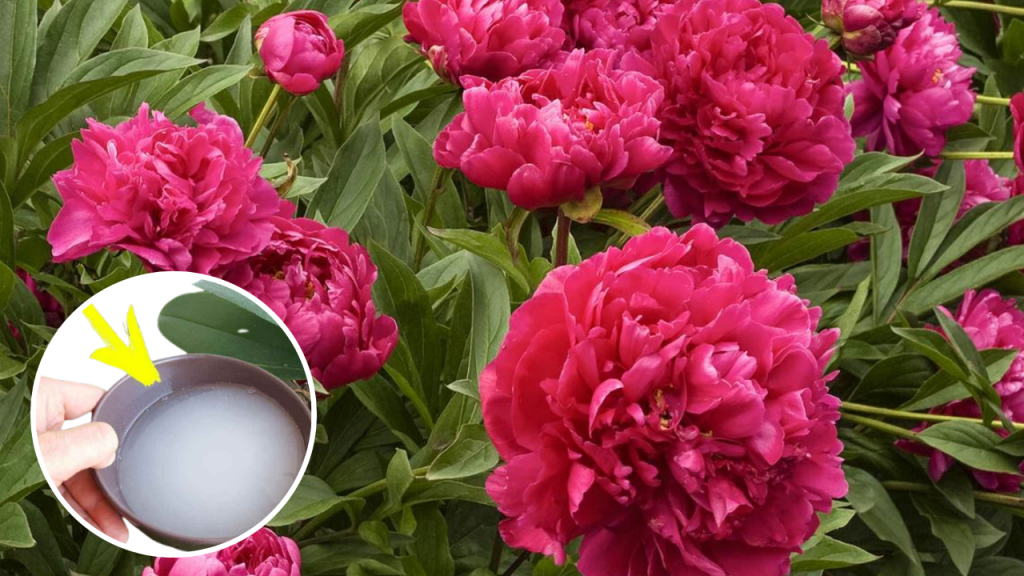 Cum să stimulezi înflorirea bujorilor rapid cu un truc simplu - Agricultura