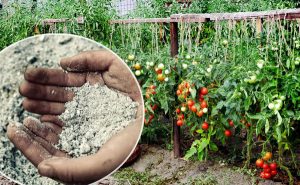 Cenușa de lemn la roșii: tomate mai multe și mai gustoase - Agricultura