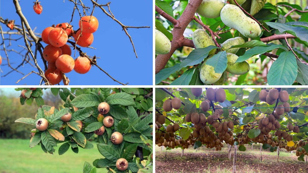 Lista cu fructele exotice care pot fi cultivate in Romania - Agricultura