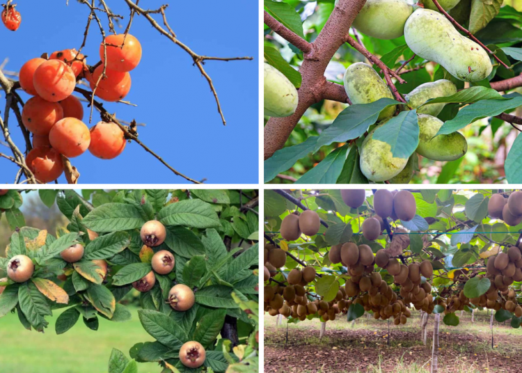 Trufe - ce sunt, pretul lor, cum se pot cultiva