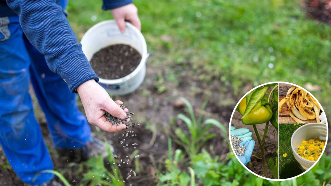 Ce îngrășăminte să aplici în grădina de legume în următoarea perioadă ...