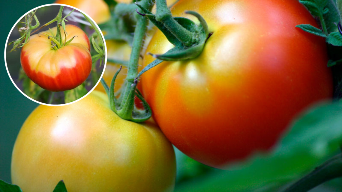 Roșiile nu se coc complet? Iată 4 motive pentru și ce să faci - Agricultura