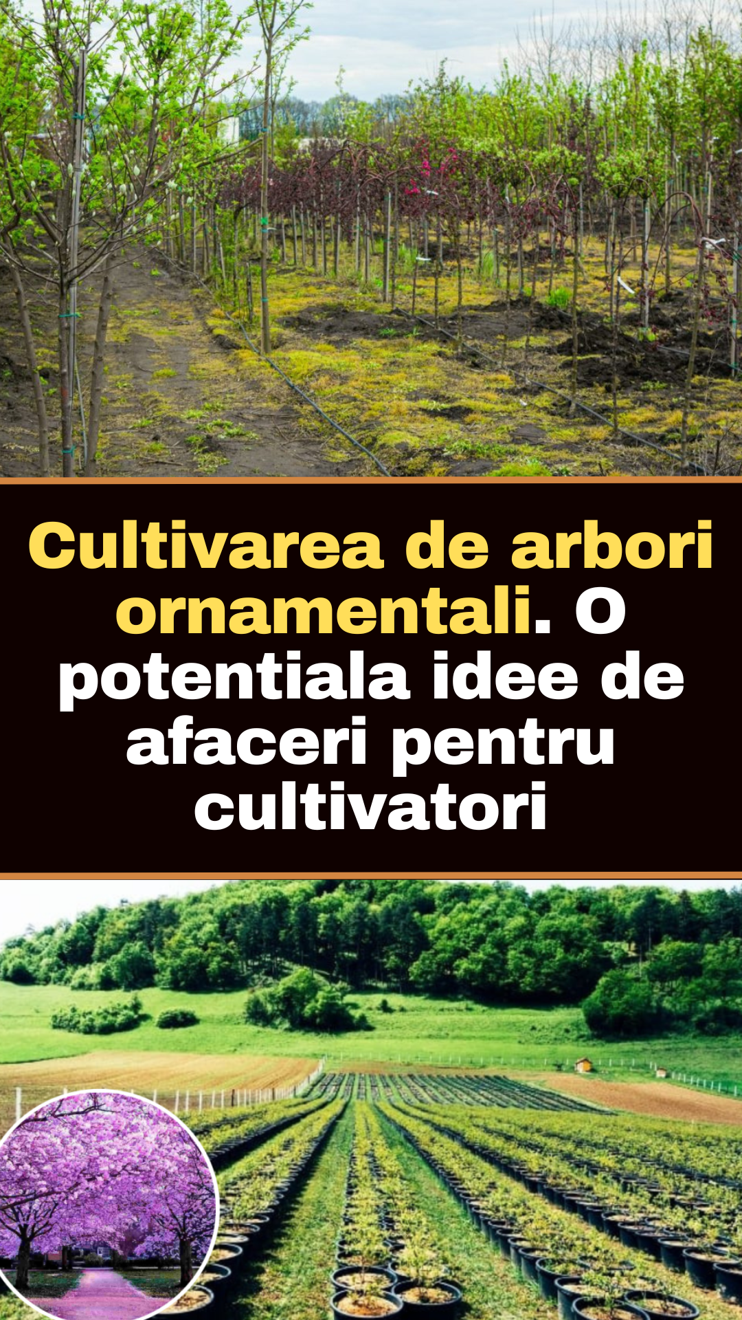 Cultivarea de arbori ornamentali. O potentiala idee de afaceri pentru ...