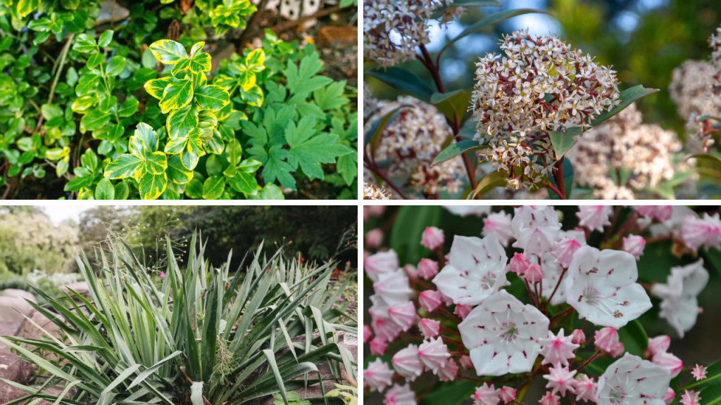 8 arbusti veșnic verzi care îți înfurmusețează grădina - Agricultura