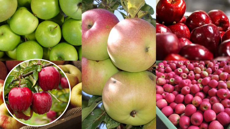 Cele mai apreciate soiuri de mere din lume. Cum să alegi cel mai bun ...