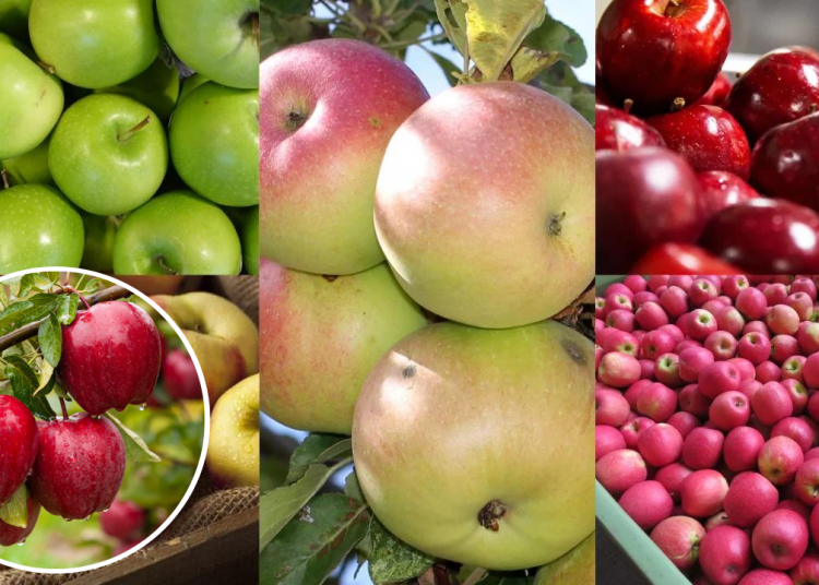 Soiuri de mere romanesti noi si vechi