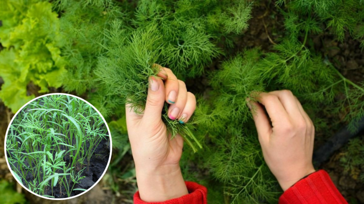 Cel mai bun ghid pentru cultivarea mărarului organic în grădină ...