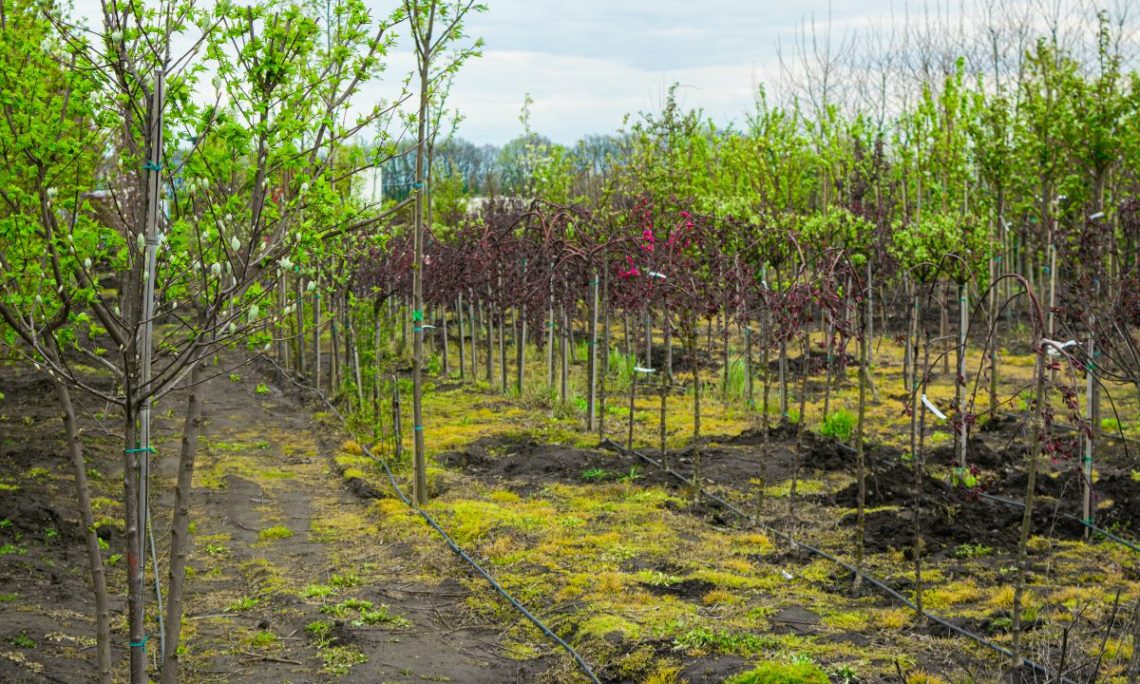 Cultivarea de arbori ornamentali. O potentiala idee de afaceri pentru ...