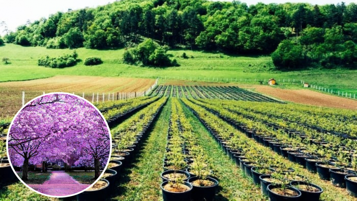 Cultivarea de arbori ornamentali. O potentiala idee de afaceri pentru ...