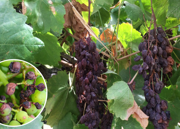 De ce strugurii se coc doar pe jumătate? Iată toate cauzele