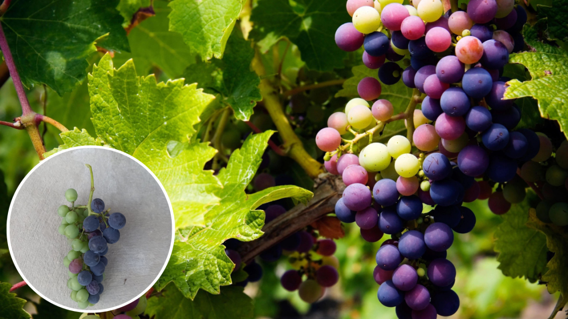 De ce strugurii se coc doar pe jumătate? Iată toate cauzele - Agricultura