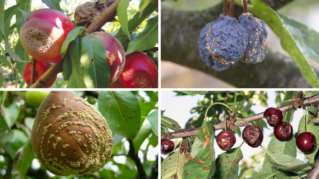 De ce fructele din pomi putrezesc înainte de a se coace - Agricultura