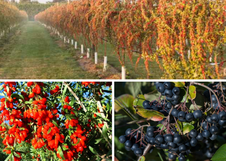 Fistic - Copaci de fistic in Romania? Cultivarea fisticului in Romania