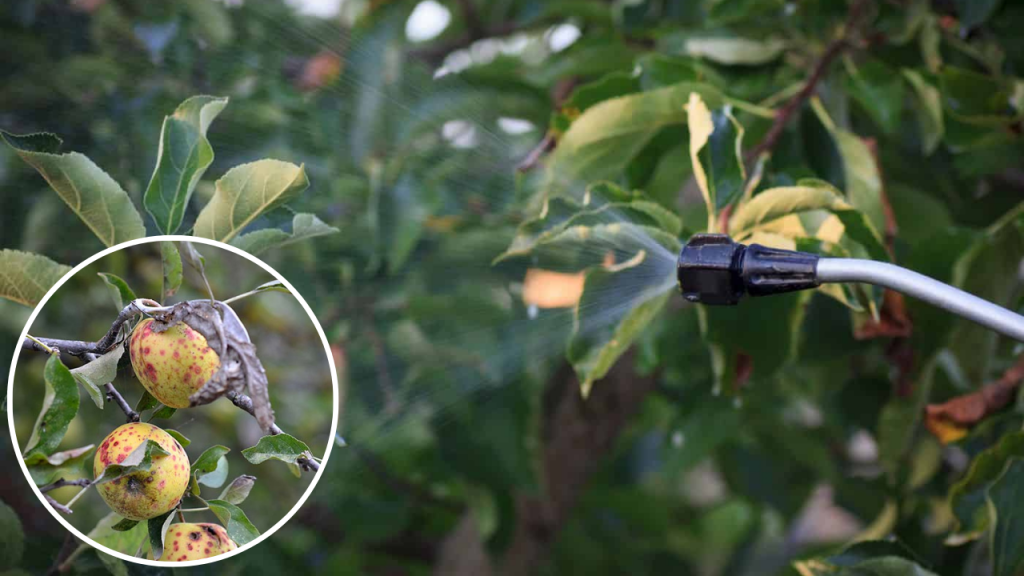 Ce tratament se aplica la pomii fructiferi in perioada de toamna ...