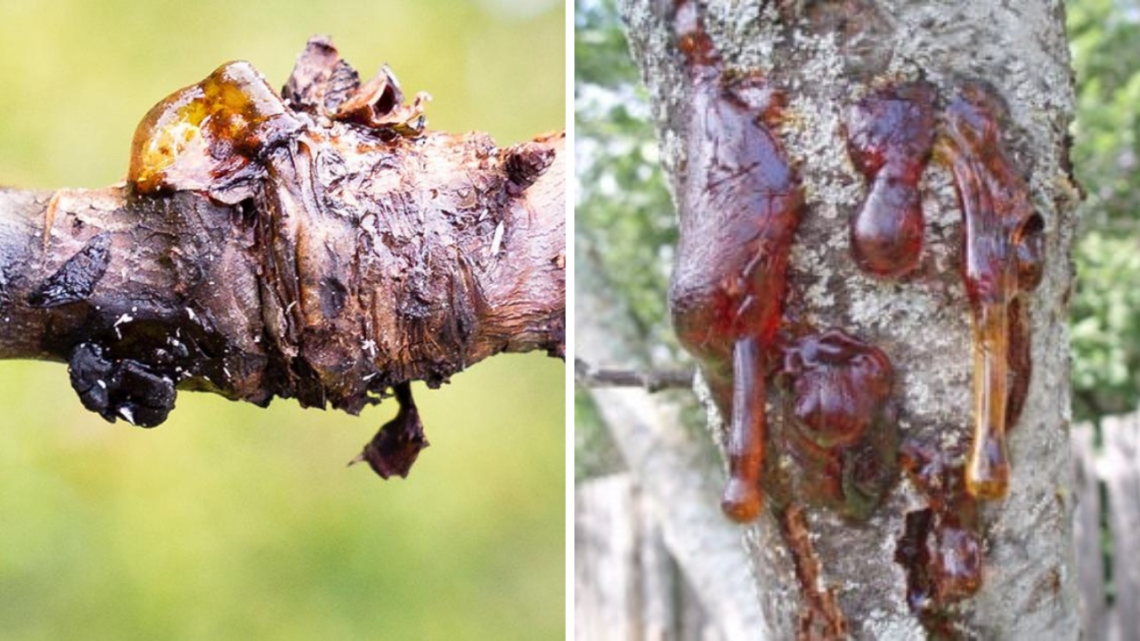 Cancerul bacterial la prun: identificare și tratament - Agricultura