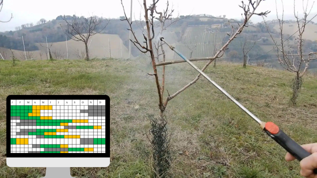 Tăierea pomilor fructiferi: reguli de bază (poze) - Agricultura