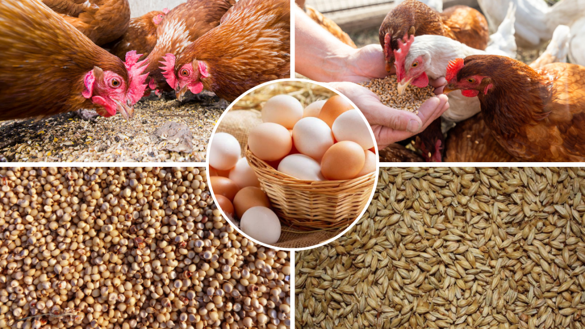 Găinile ouătoare: cele mai productive rase și cum să le crești cel mai ...