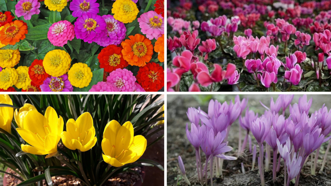 Flori de toamna: cele 8 cele mai frumoase si usor de cultivat - Agricultura