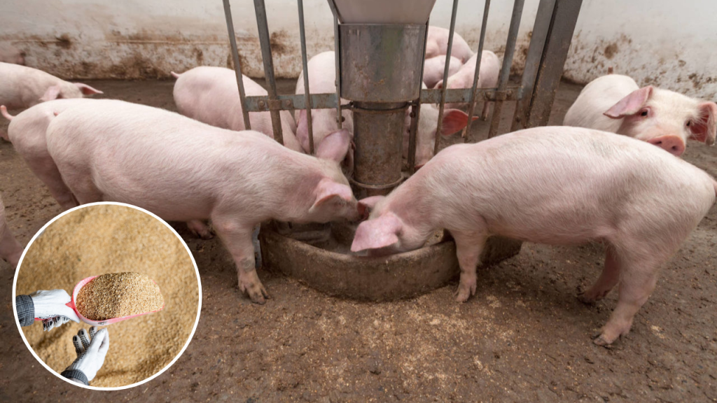 Rase de porci: cele mai bune rase producătoare din lume - Agricultura