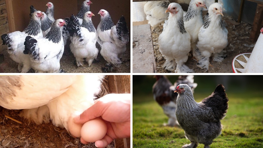 Găini Brahma: totul despre această rasă de găini - Agricultura
