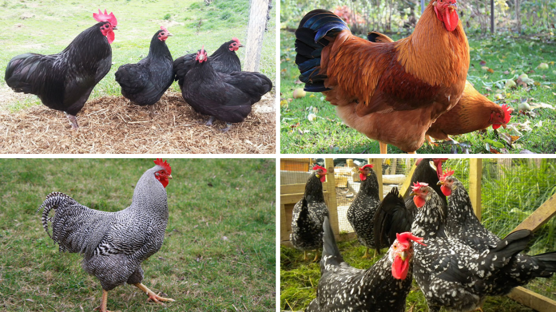 Rase de gaini ouatoare: care sunt cele mai bune rase, particularități ...