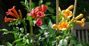 10 plante frumoase care trebuie tăiate iarna pentru a crește mai bine ...