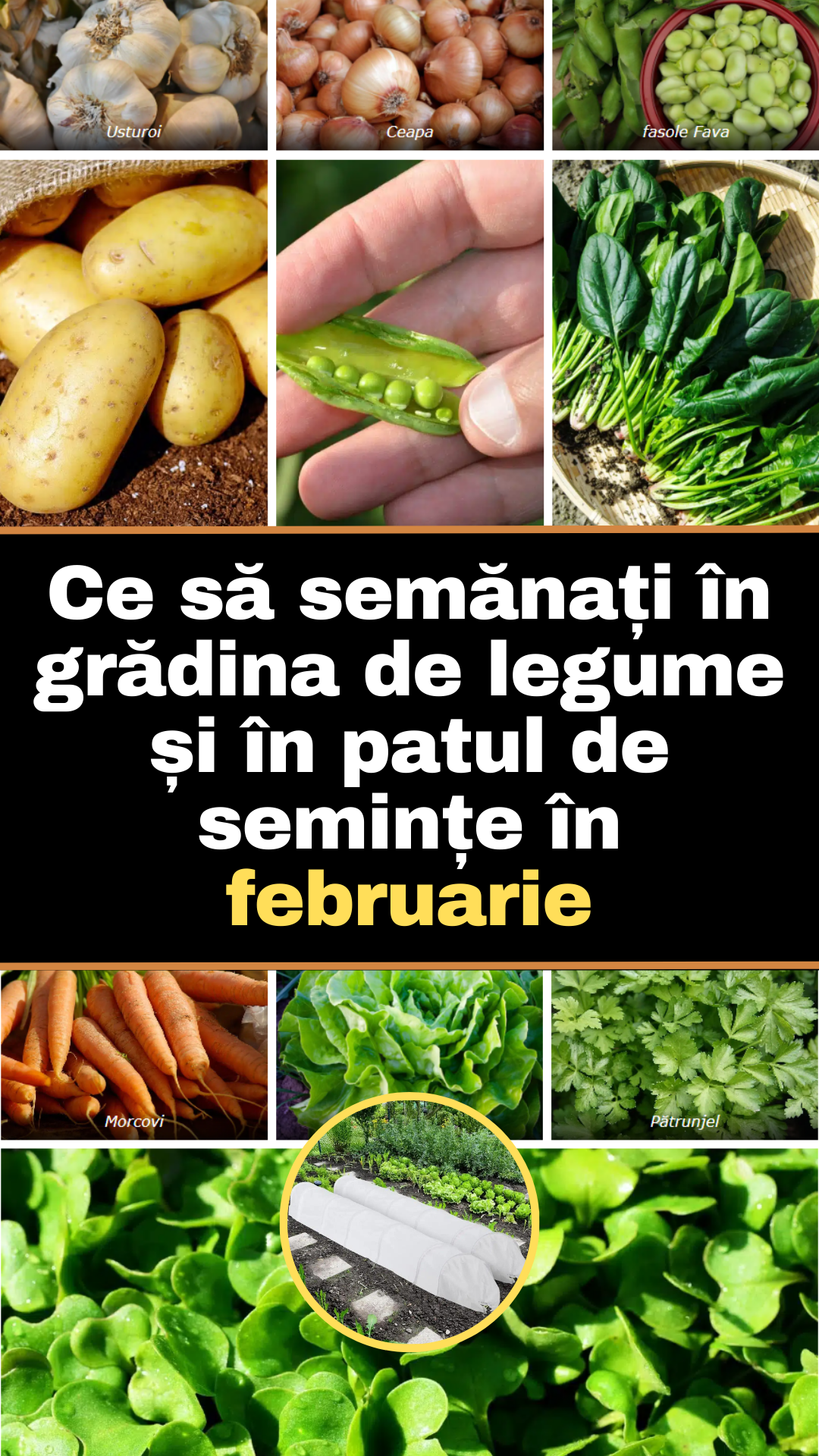 Ce să semănați în grădina de legume și în patul de semințe în februarie ...