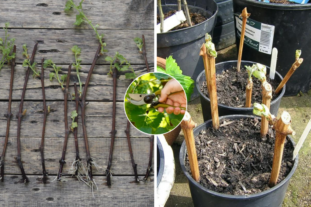 Butășire viță de vie: înmulțirea viței de vie prin butași - Agricultura