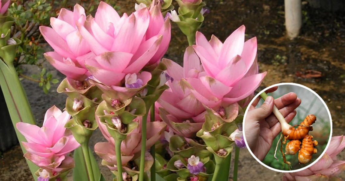 Cum să crești turmeric acasă: Ghid de instrucțiuni pentru o recoltă ...