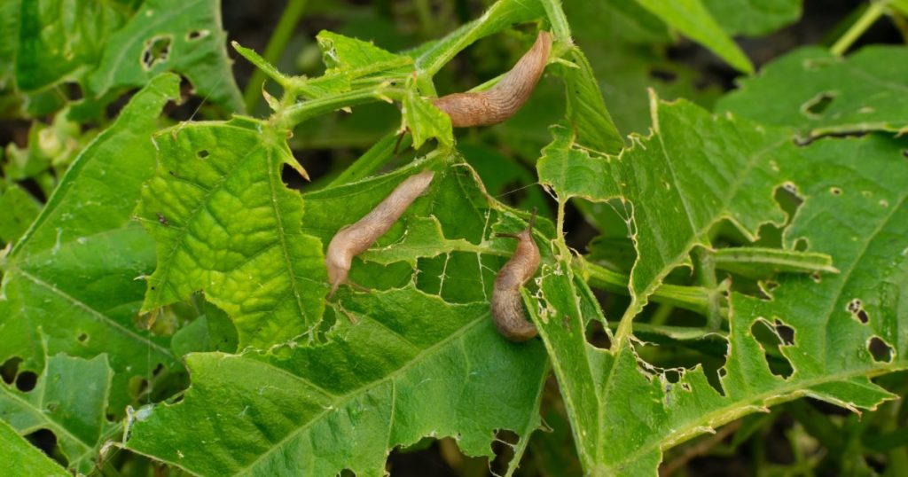 Cum să ții melcii departe: 6 metode simple care îi elimină rapid ...