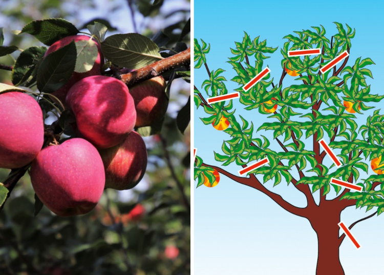 Tăierea pomilor fructiferi: reguli de bază (poze)